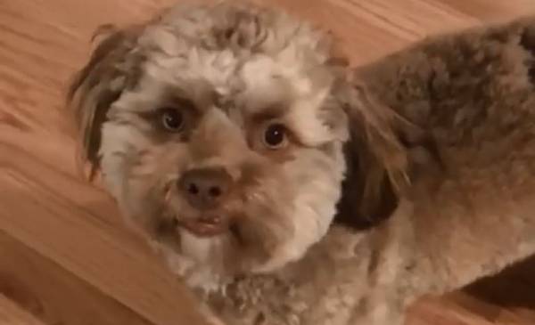 VIDEO: El perro con cara de humano ahora te guiña el ojo | El Destape