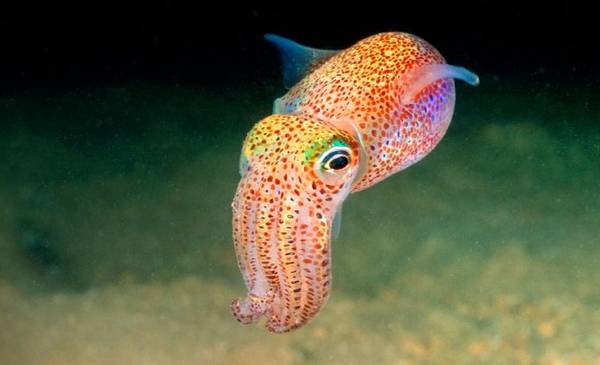 La NASA y SpaceX enviarán calamares bebés resplandecientes y ...