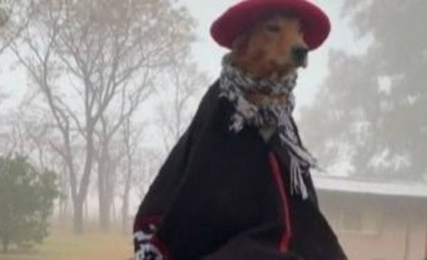 Preguntale, el perro gaucho que usa boina y anda a caballo por el campo ...