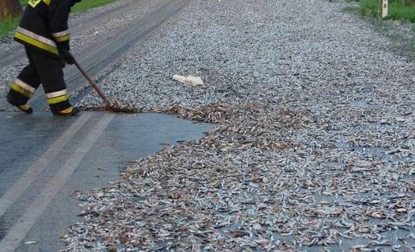 Lluvia de peces: por qué sucedió y como se explica el fenómeno natural ...
