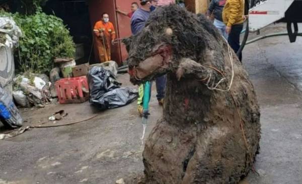 La verdad detrás del hallazgo de la rata gigante en Mexico | El Destape