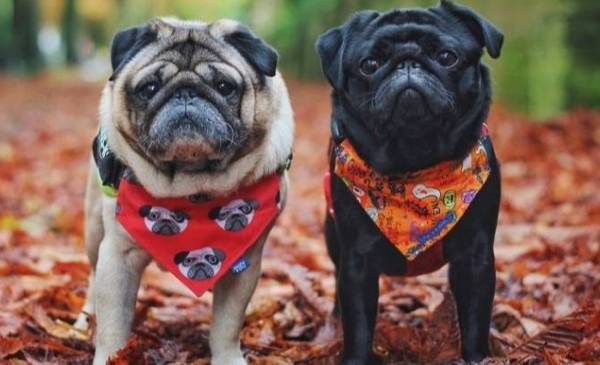 Razas de perros más comunes | El Destape