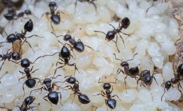 Especialistas descubren que las hormigas producen leche para alimentar ... Especialistas descubren que las hormigas producen leche para alimentar ...