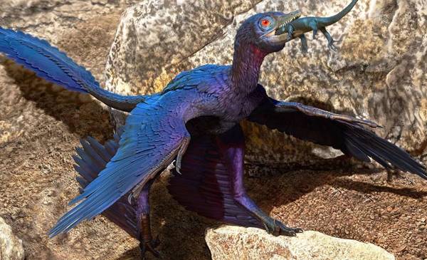 Descubren la pata de un mamífero dentro de la caja torácica de un Microraptor | El Destape